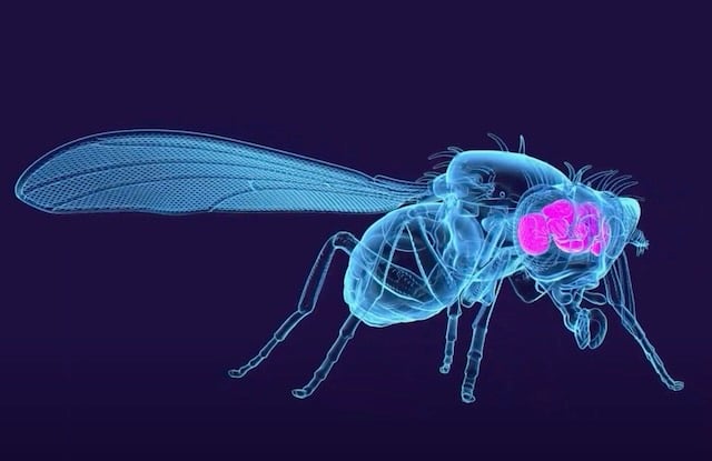 So Fly Scientists Complete Map of Adult Fruit Fly Brain | Powers Health